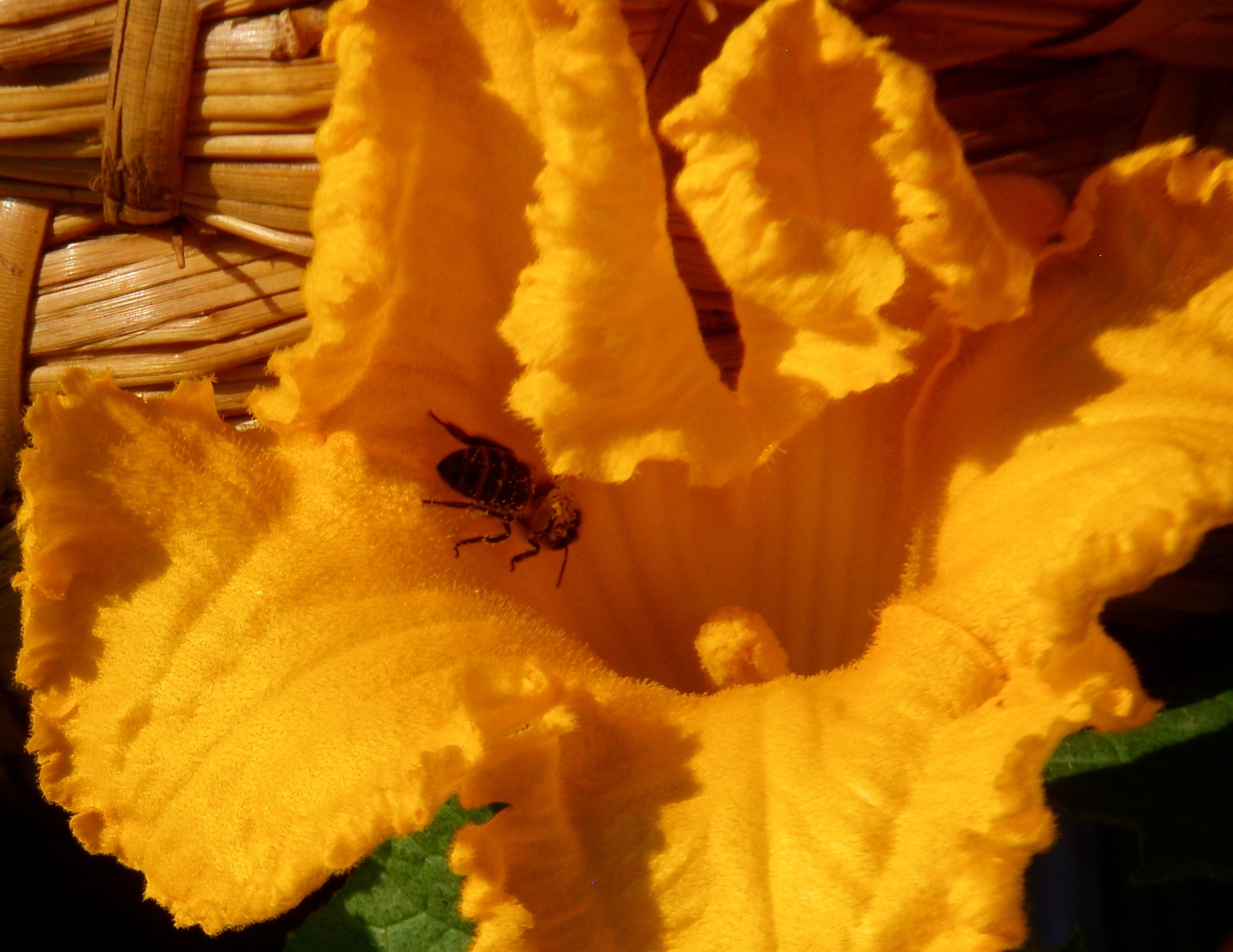 Going Deeper - BeeWisdom | Network of Bee Lovers