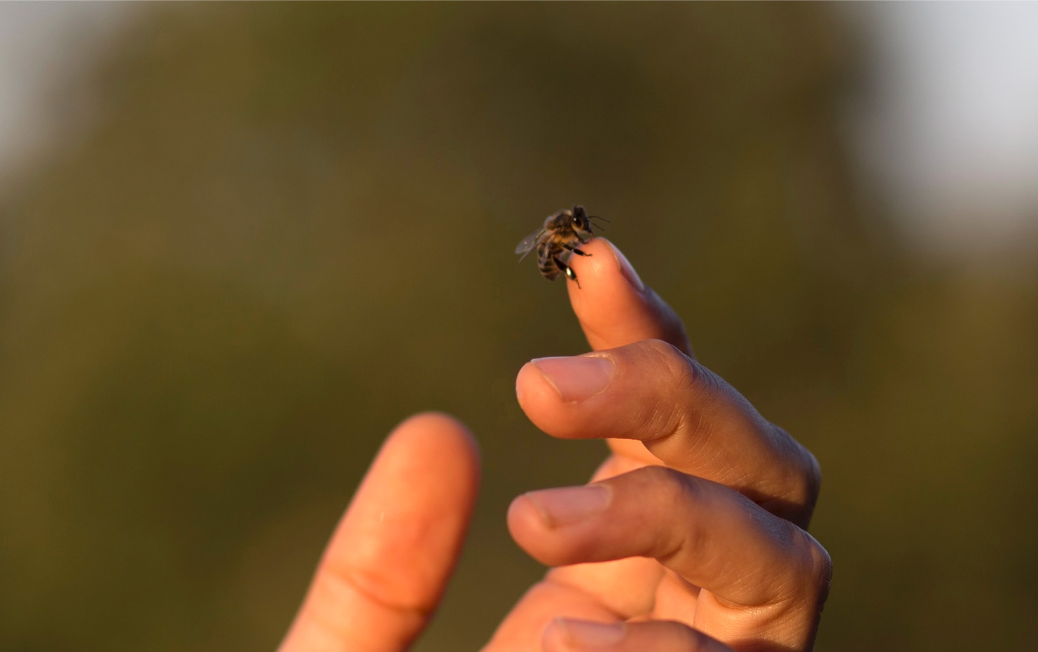 What We Do - BeeWisdom | Network of Bee Lovers